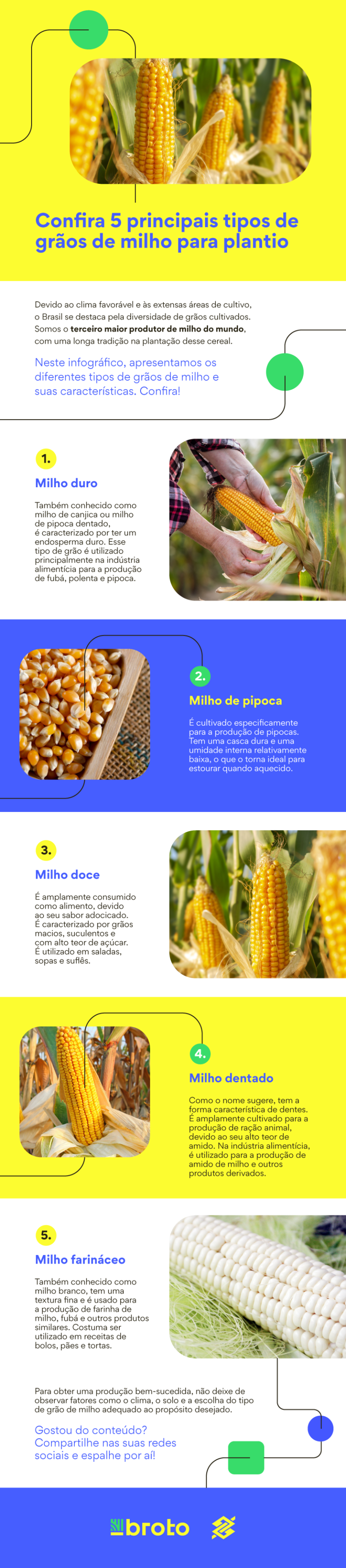 Grãos de milho: conheça 5 tipos e suas características!